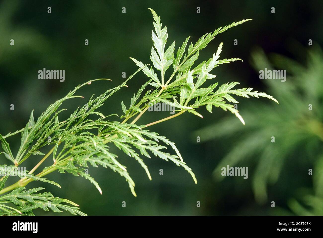 Cutleaf Japanese Maple Acer palmatum 'Seiryu' Stock Photo - Alamy