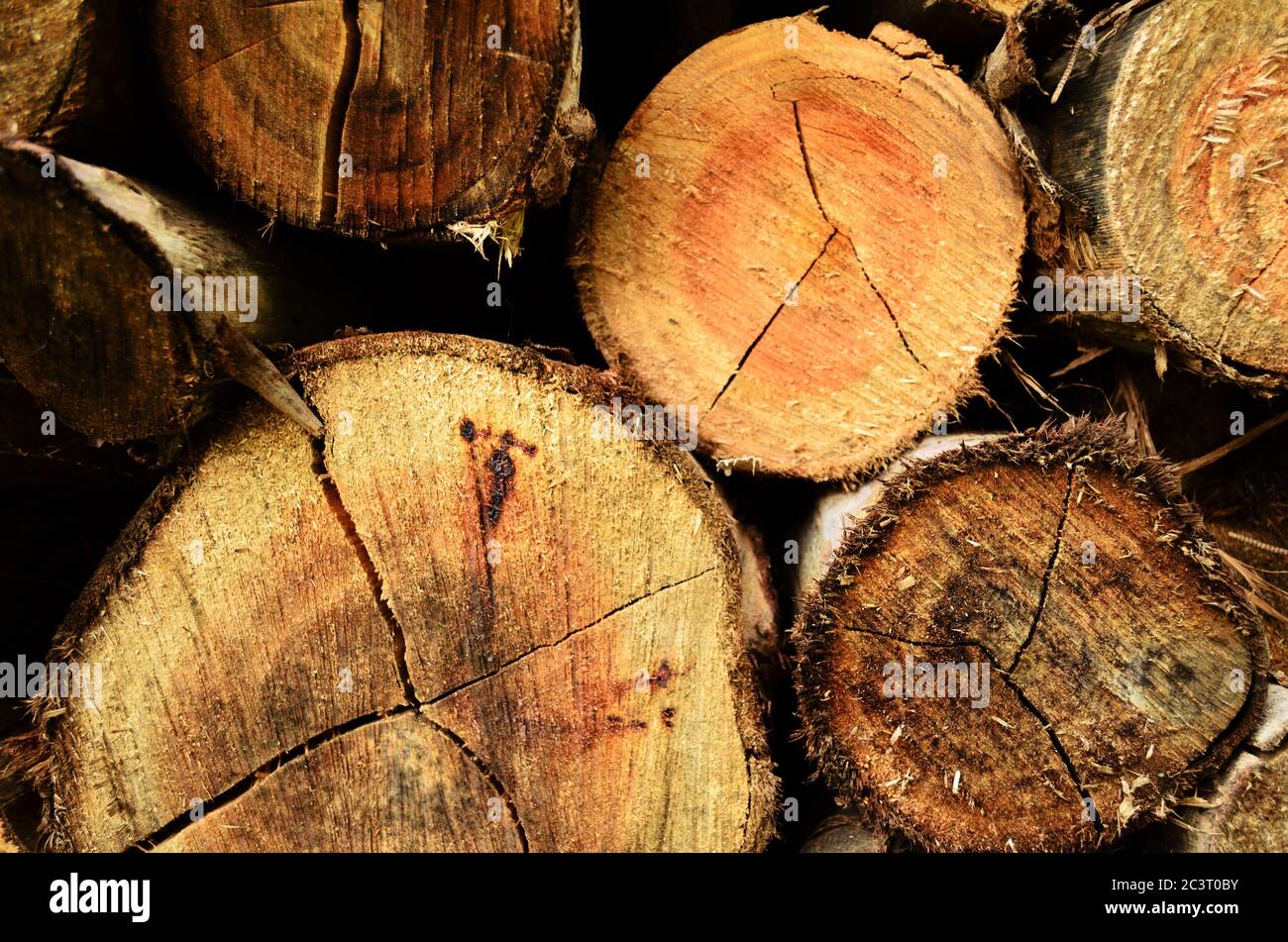 Cross-section of a tree logs as a background Stock Photo - Alamy