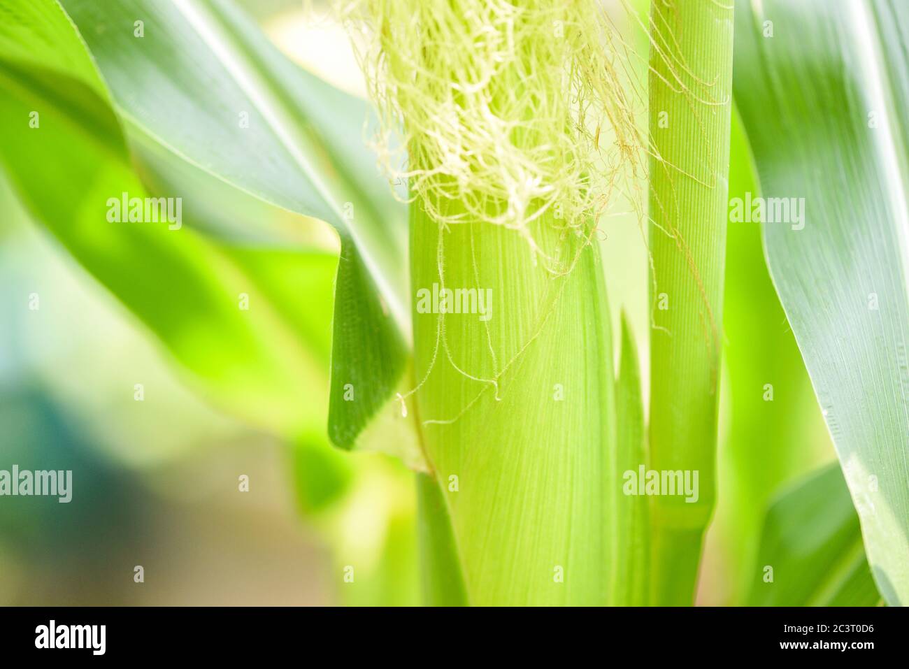 Young corn on plant tree in the corn field / Ear of corn Stock Photo ...