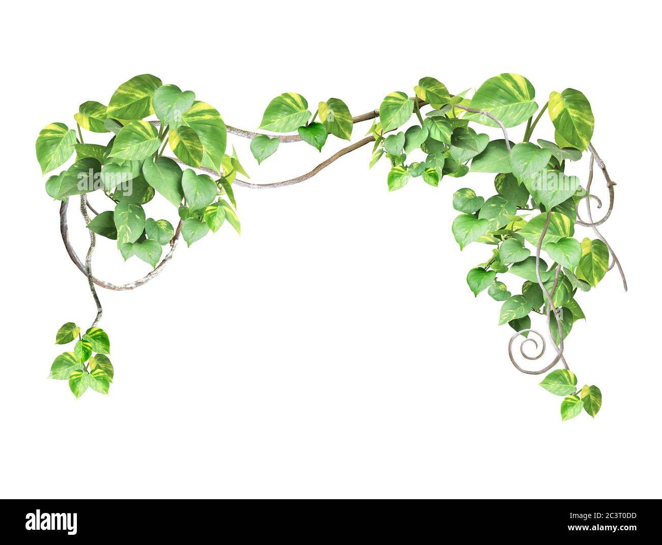 Frame with liana branches and tropical leaves. Exotical border with ...