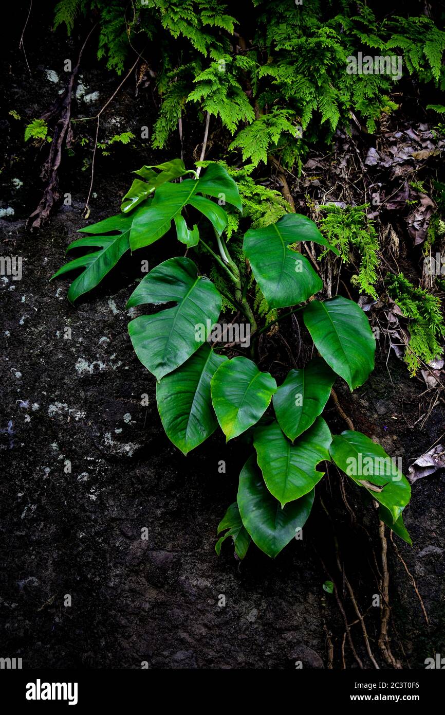 Monstera deliciosa climber hi-res stock photography and images - Alamy