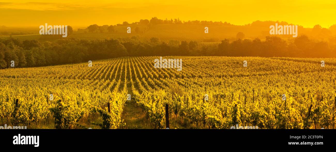 Sunset landscape, Bordeaux wineyard, Langoiran, france Stock Photo - Alamy