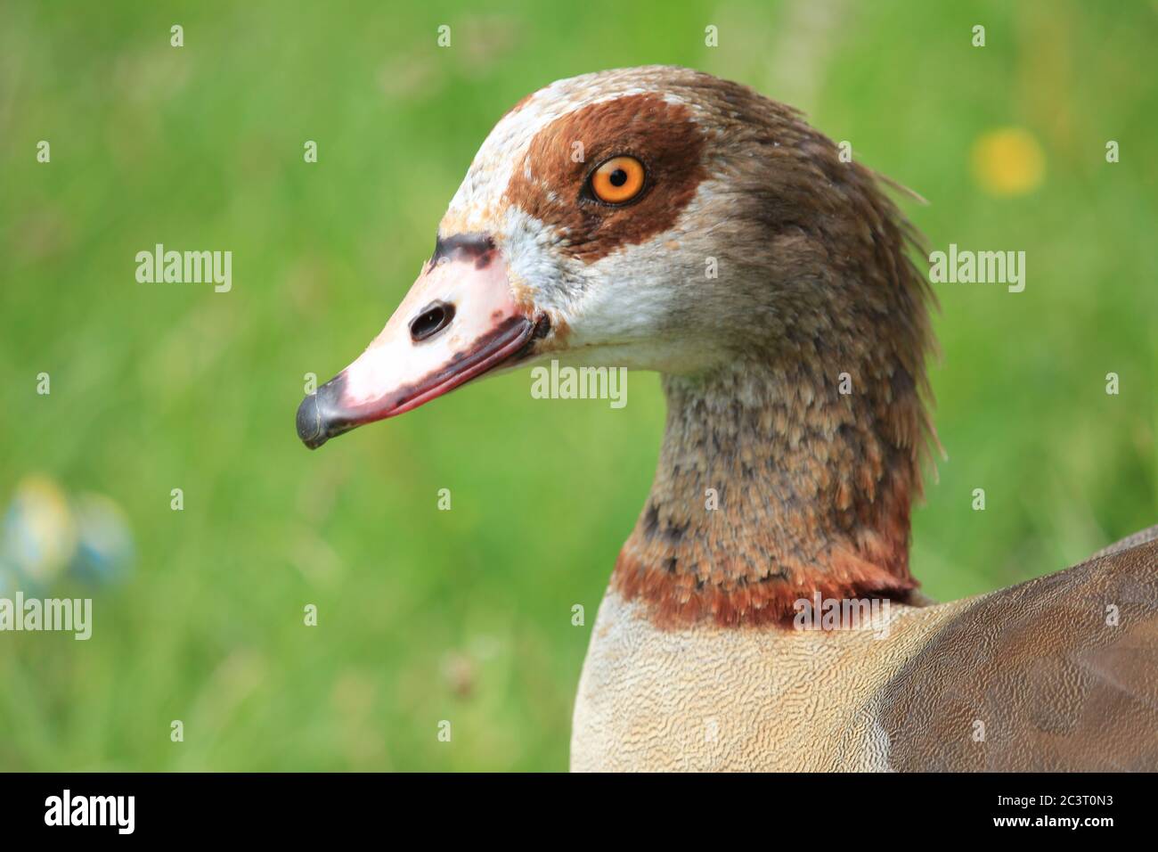 Egyptian geese in the Netherlands Stock Photo - Alamy