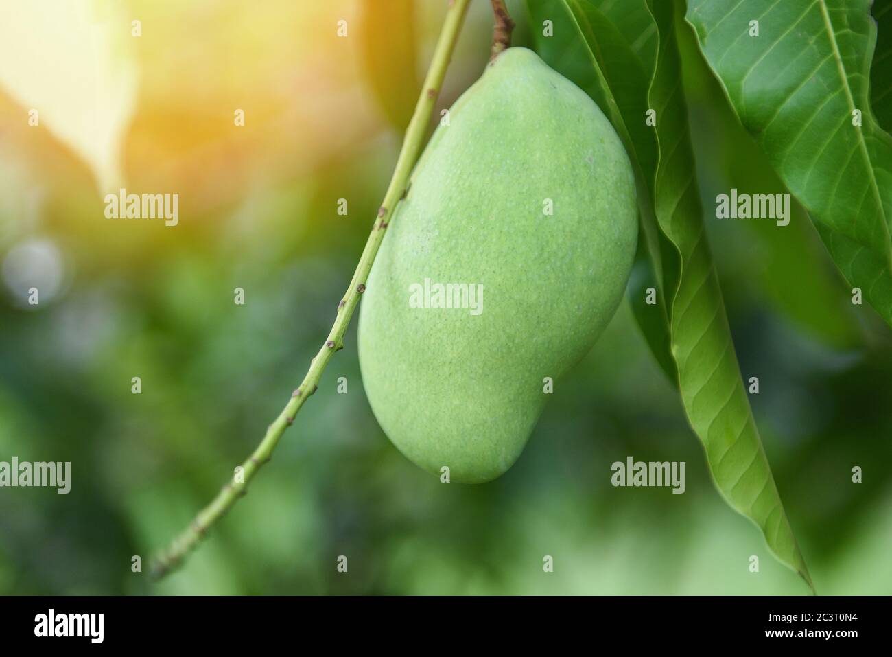 raw mango hanging on tree with leaf background in summer fruit garden ...