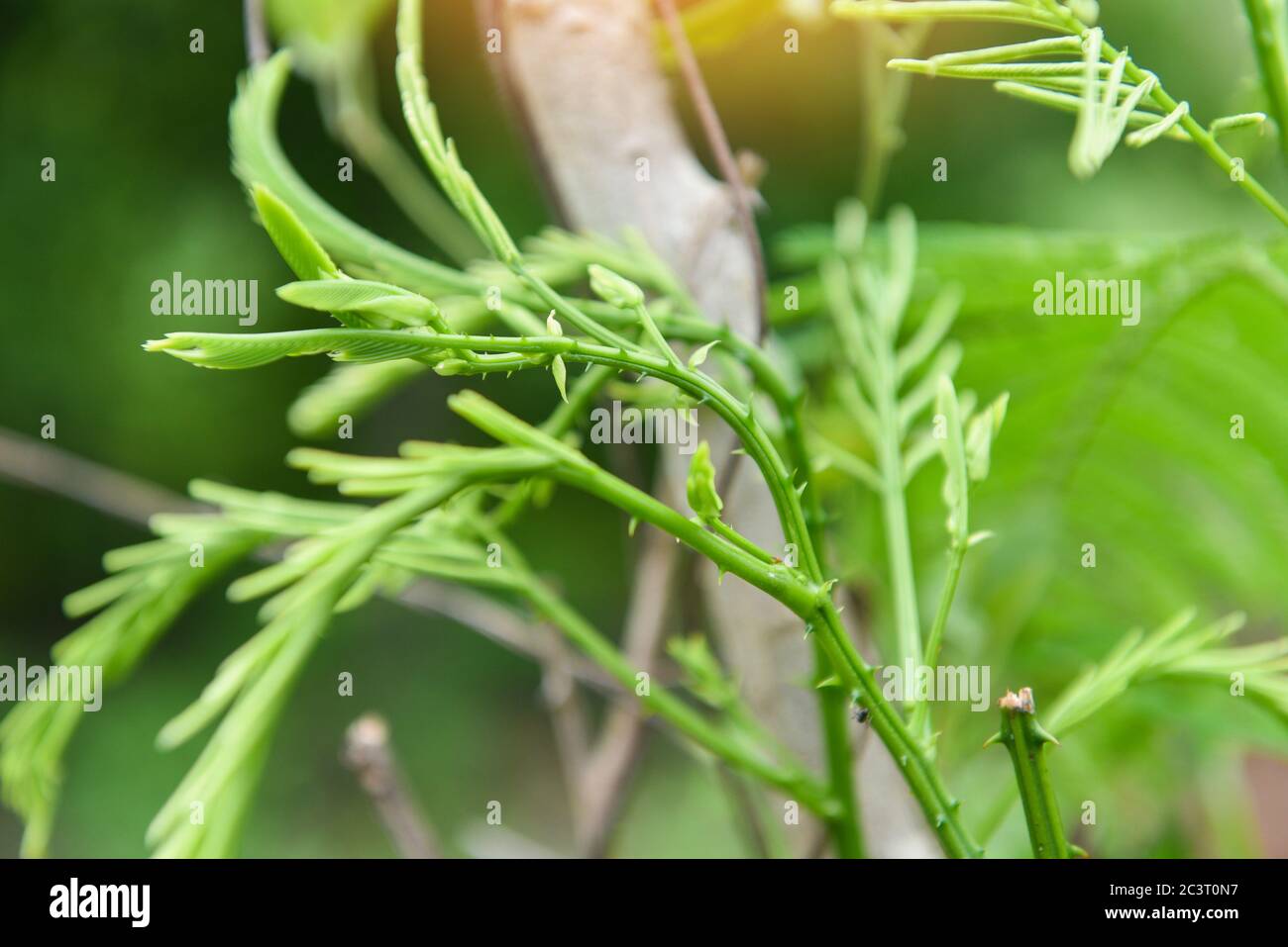 Acacia pennata Willd insuavis Nielsen Mimosaceae / Senegalia pennata on ...