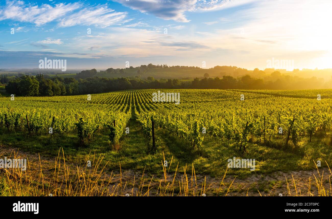 Green tourism bordeaux grape farm hi-res stock photography and images ...