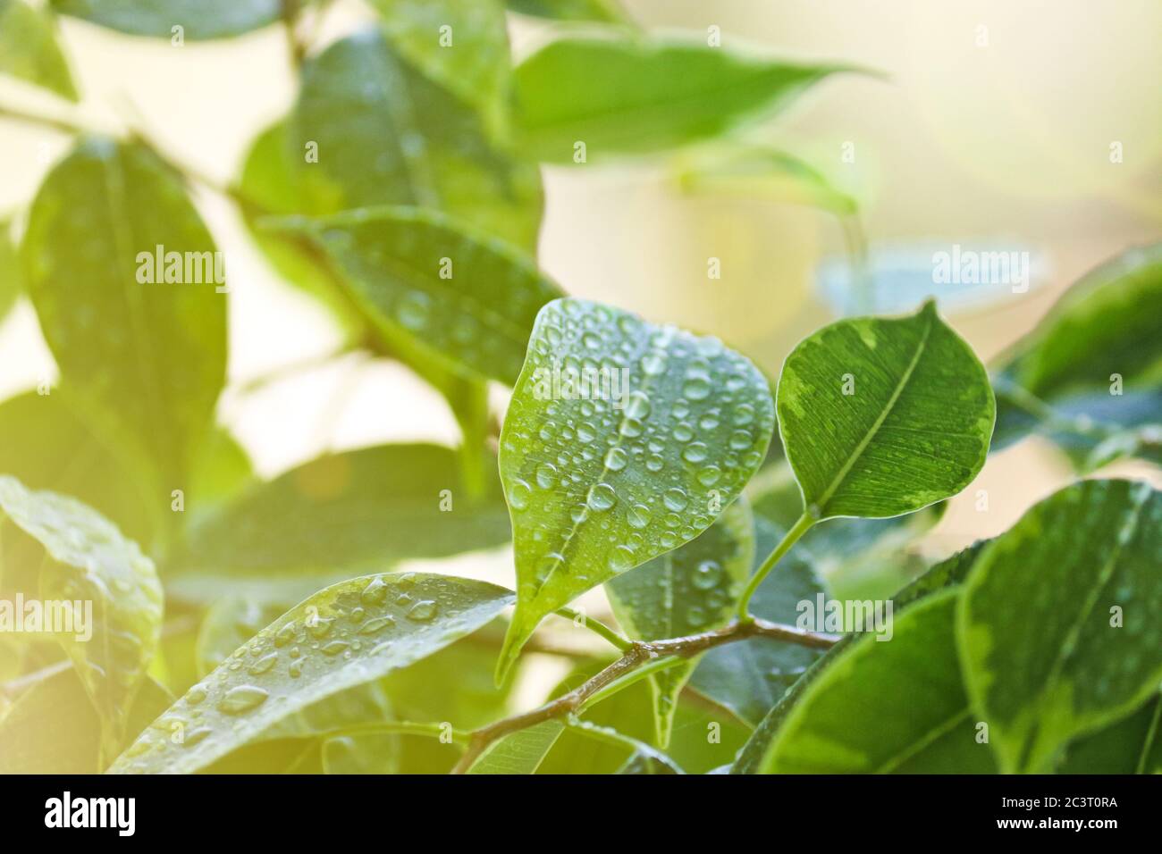 Selective focus. Ficus tree leaves in large drops of water. Weeping fig ...