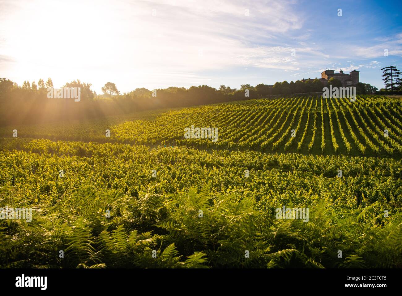 Sunset landscape, Bordeaux wineyard, Chateau de Lacaussade, Baurech ...