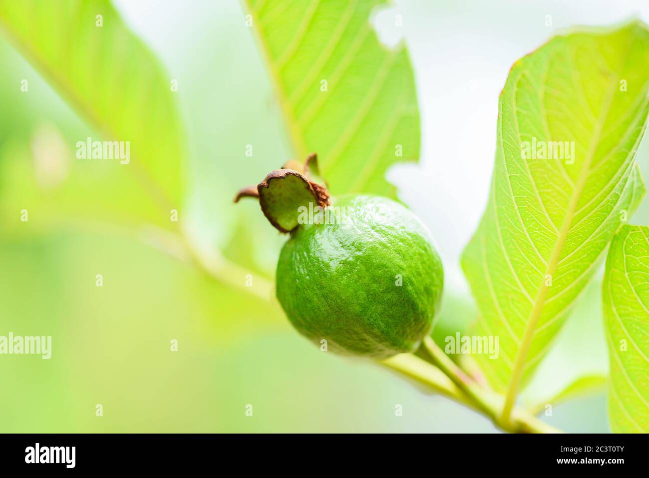 guava fruit on guava tree in the nature green background Stock Photo ...