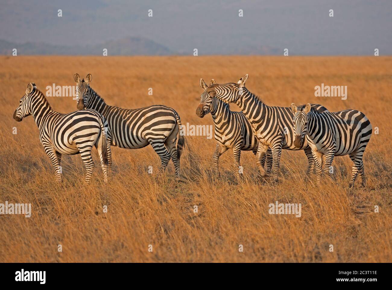 Animals Of People High Resolution Stock Photography and Images - Alamy
