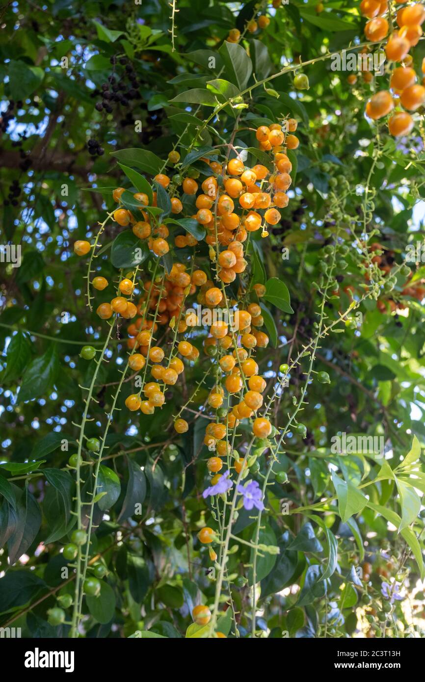 Yellow orange fruit hi-res stock photography and images - Alamy