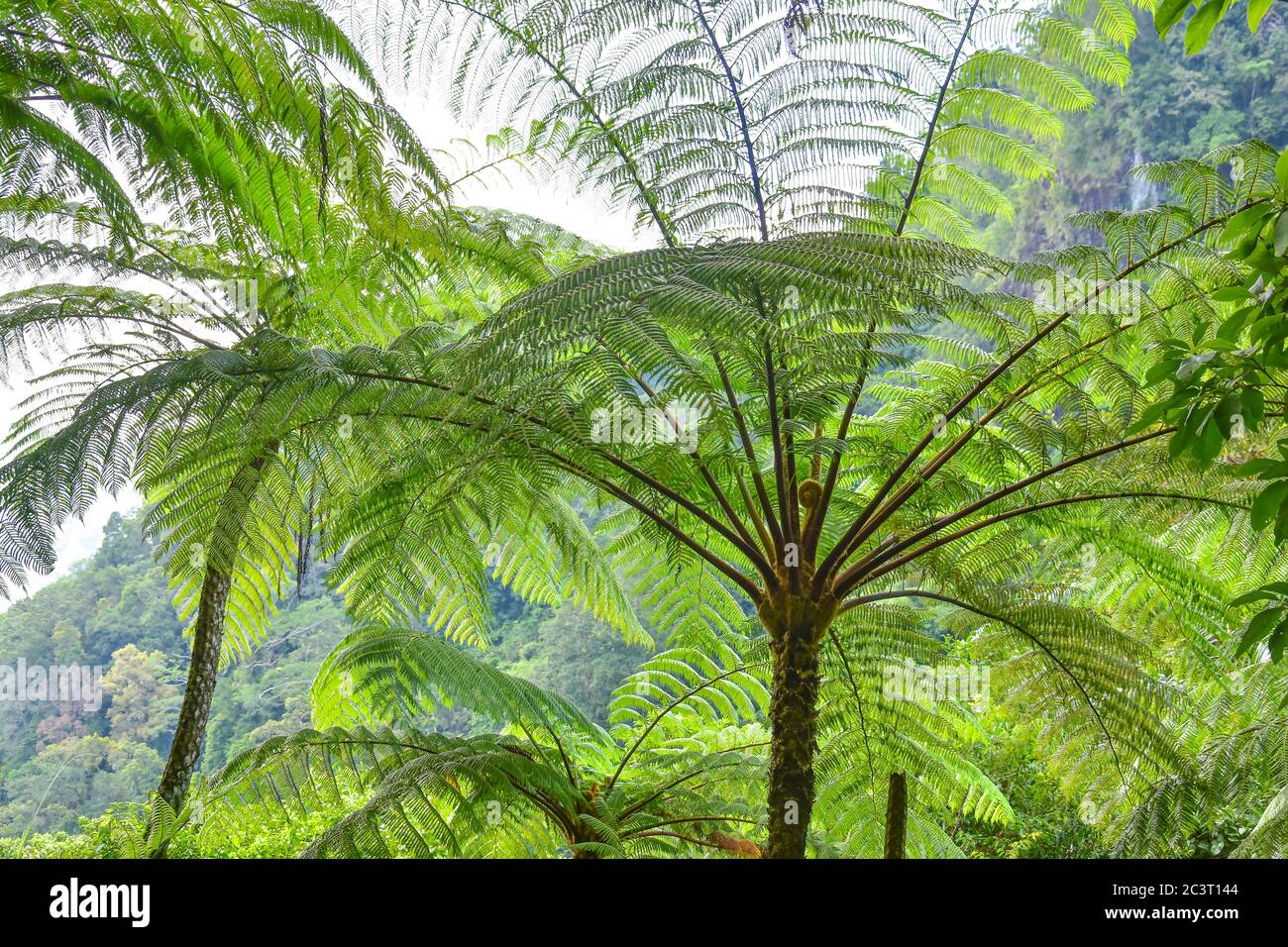 Many gigantic fern trees, vines and shrubs located in Indonesia ...