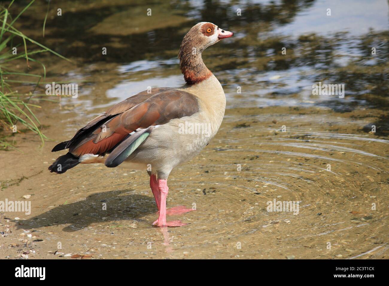 Egyptian geese in the Netherlands Stock Photo - Alamy