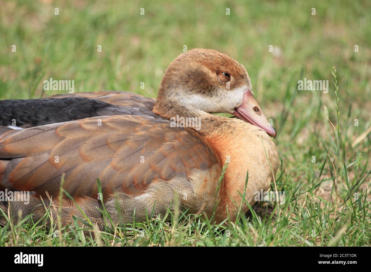 Egyptian geese in the Netherlands Stock Photo - Alamy