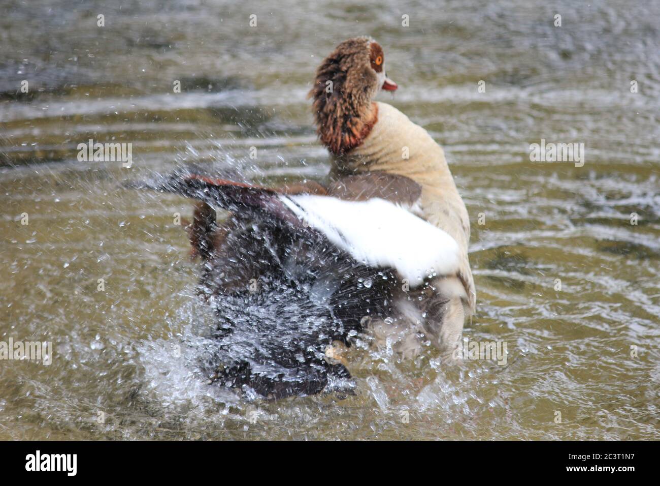 Egyptian geese in the Netherlands Stock Photo - Alamy