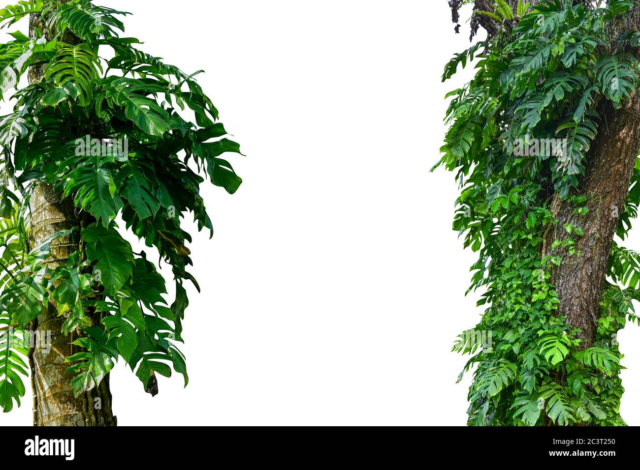 Forest tree trunks with tropical foliage plants, forming a frame in ...
