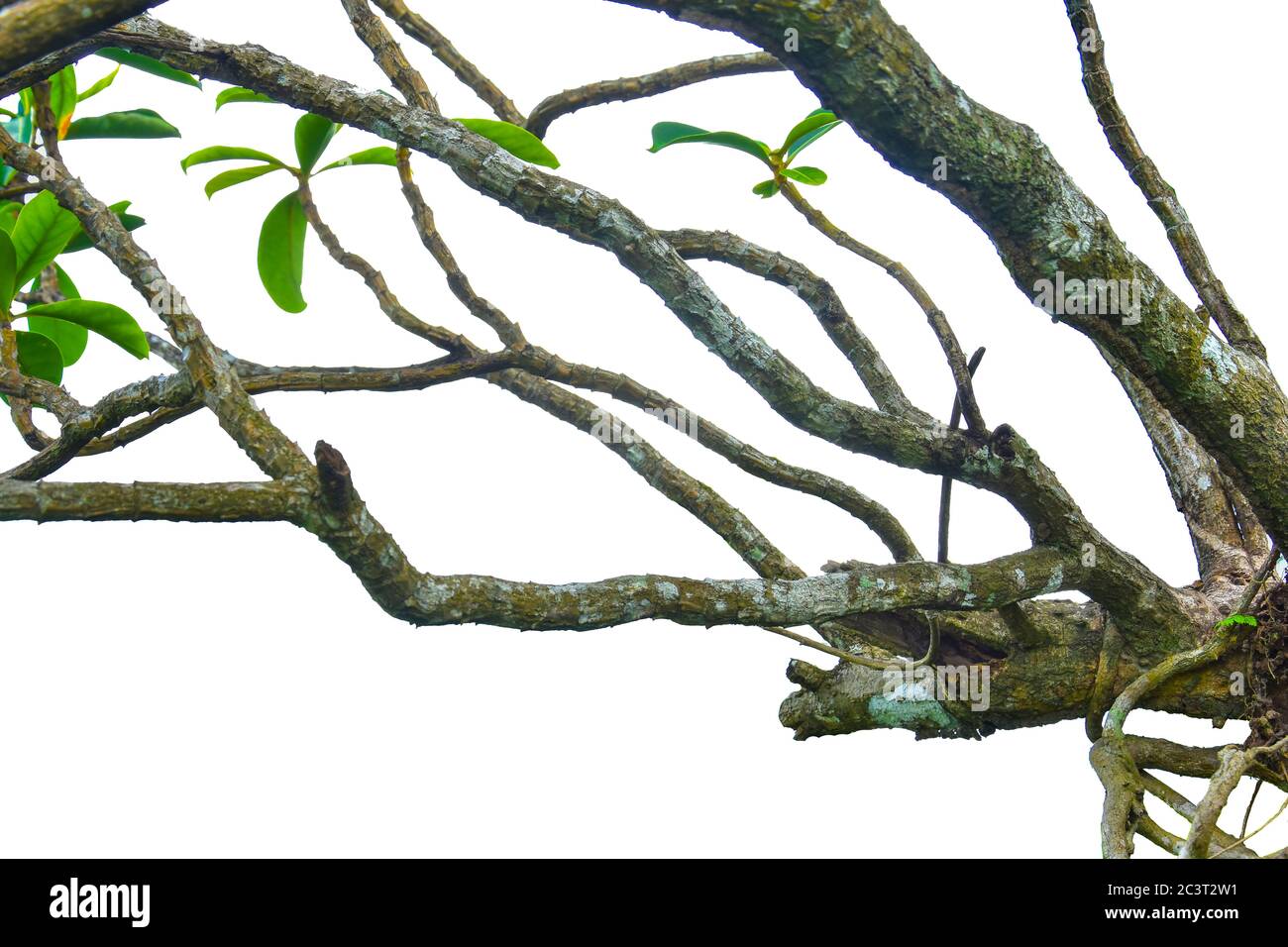 wood root. Spiral twisted jungle tree branch, vine liana plant isolated ...