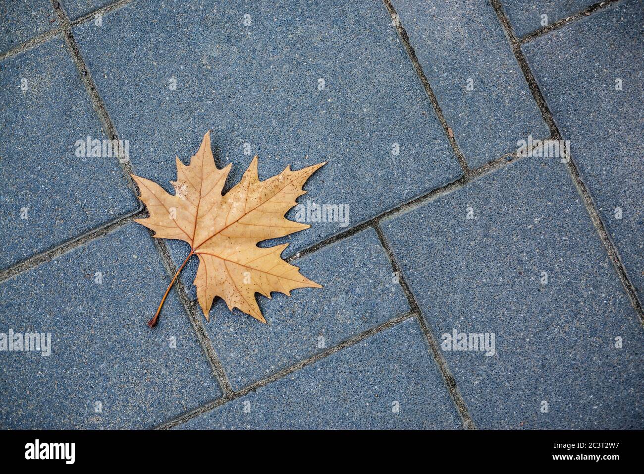 Lonely leaf on gravel road texture. Autumn nature pattern, seasonal ...