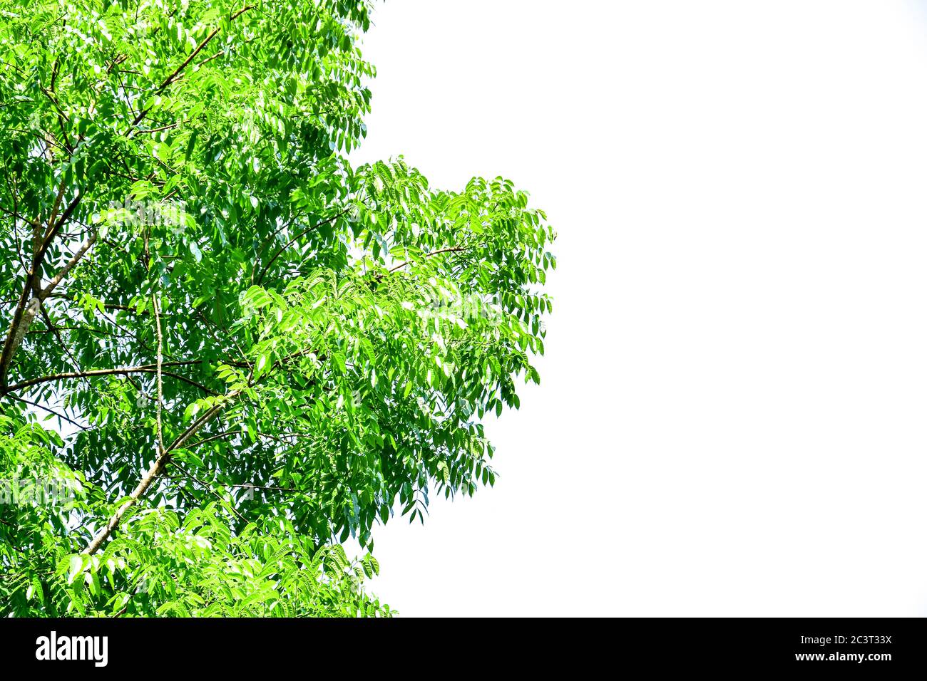 Nature frame of jungle trees with tropical rainforest foliage plants ...