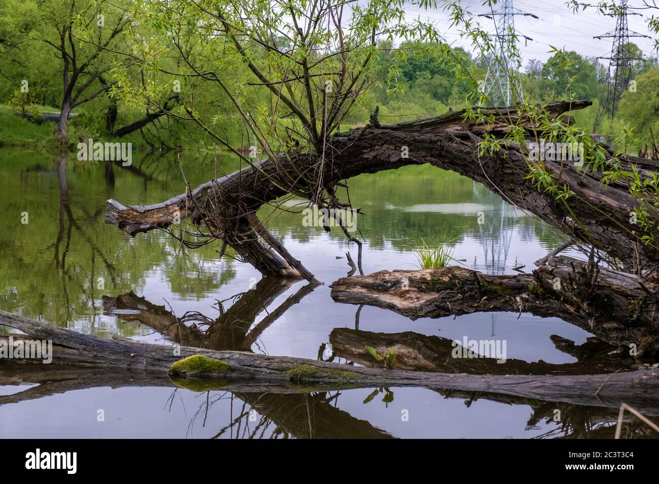 Very old fallen tree hi-res stock photography and images - Alamy
