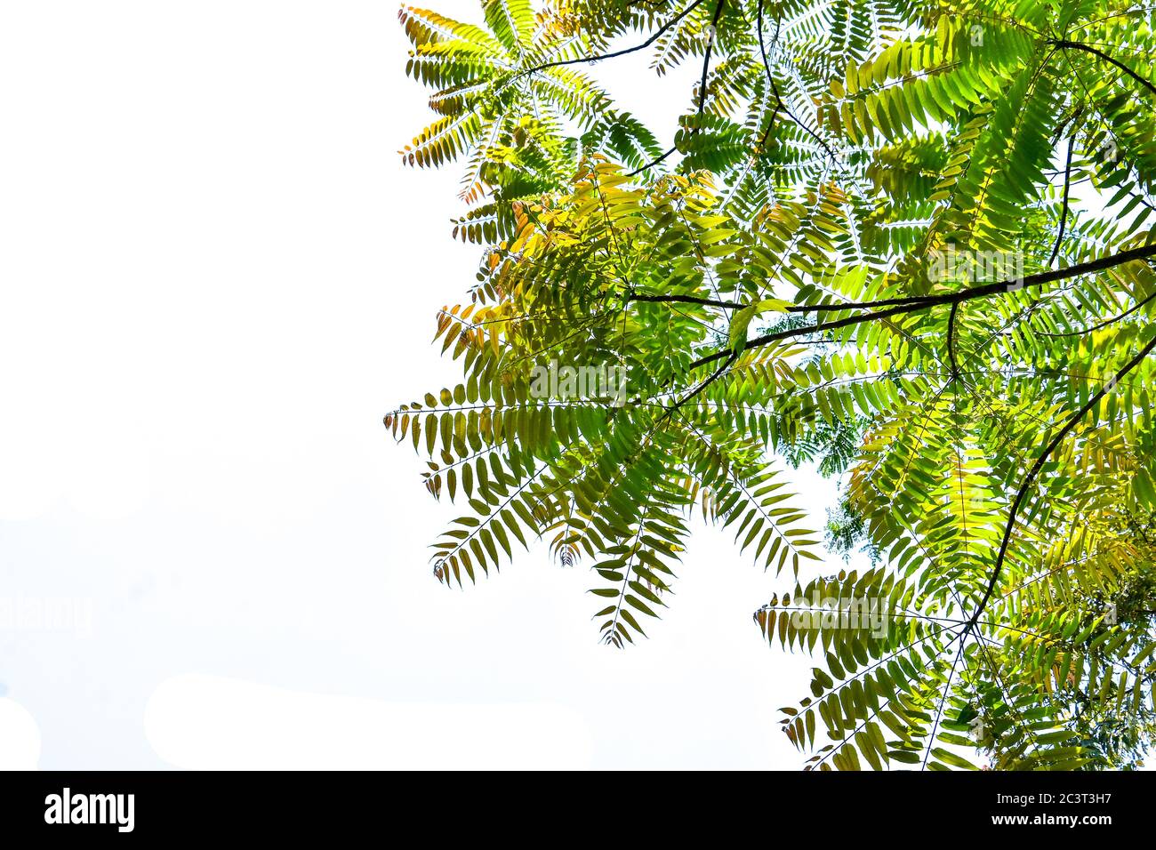 Nature frame of jungle trees with tropical rainforest foliage plants ...