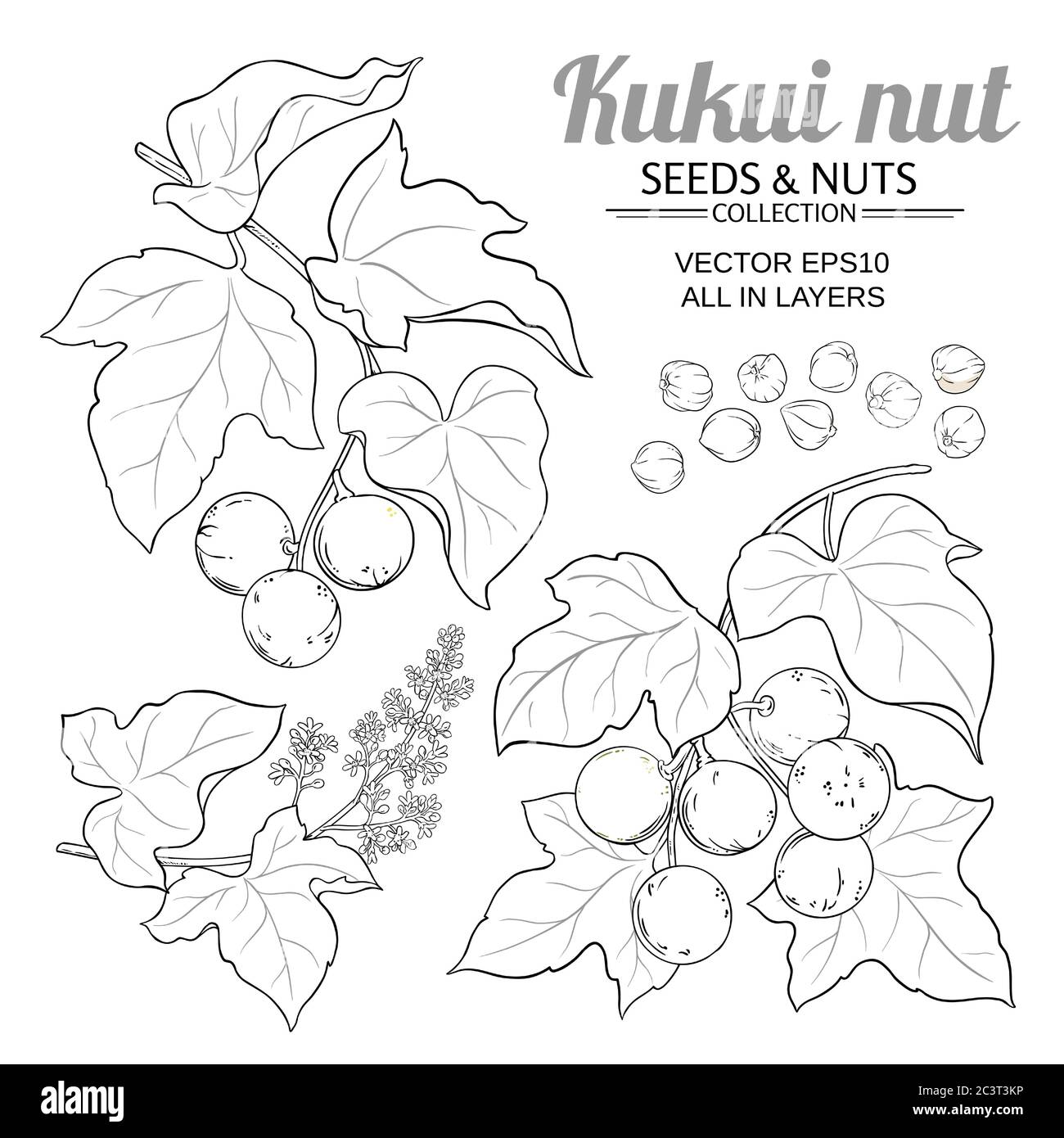 kukui vector set Stock Vector Image & Art - Alamy