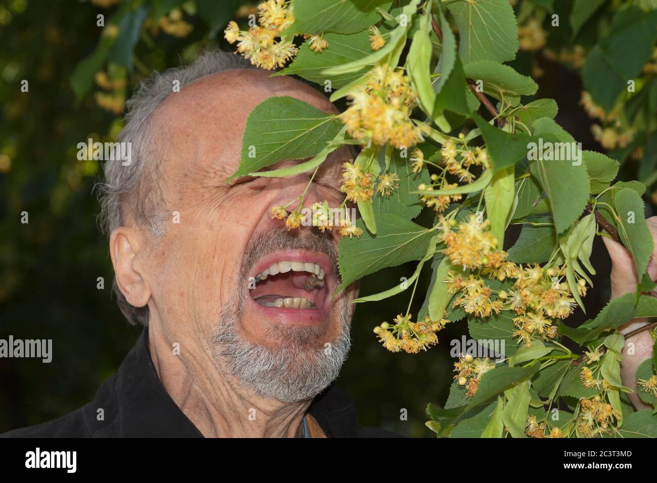 Tree pollen hayfever hi-res stock photography and images - Alamy