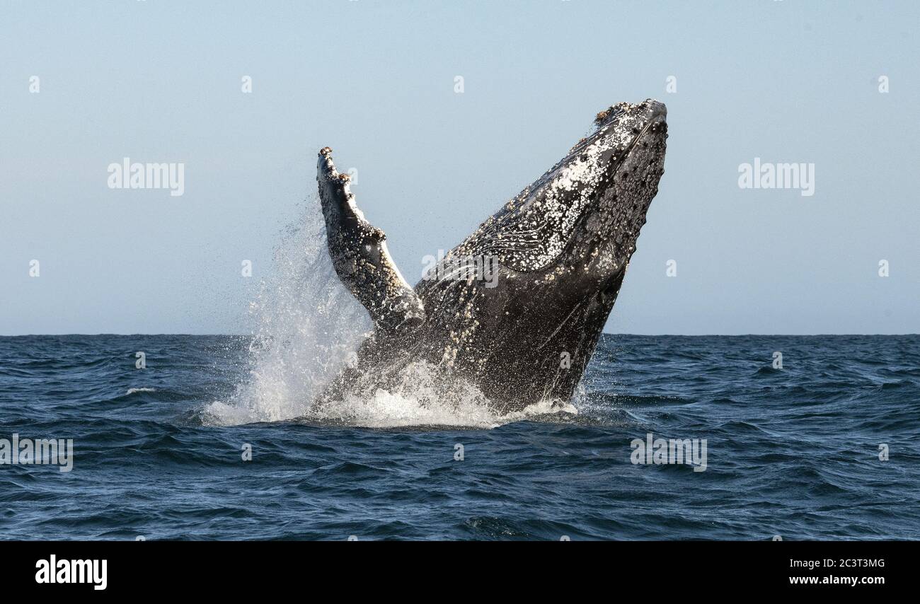 Humpback whale breaching. Humpback whale jumping out of the water ...