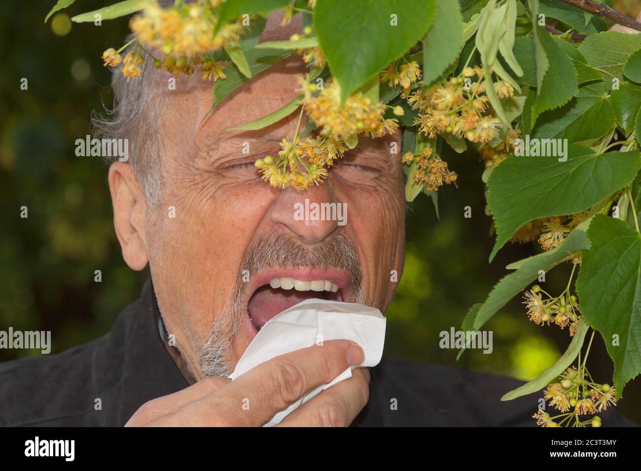 Man is allergic to linden pollen Stock Photo - Alamy