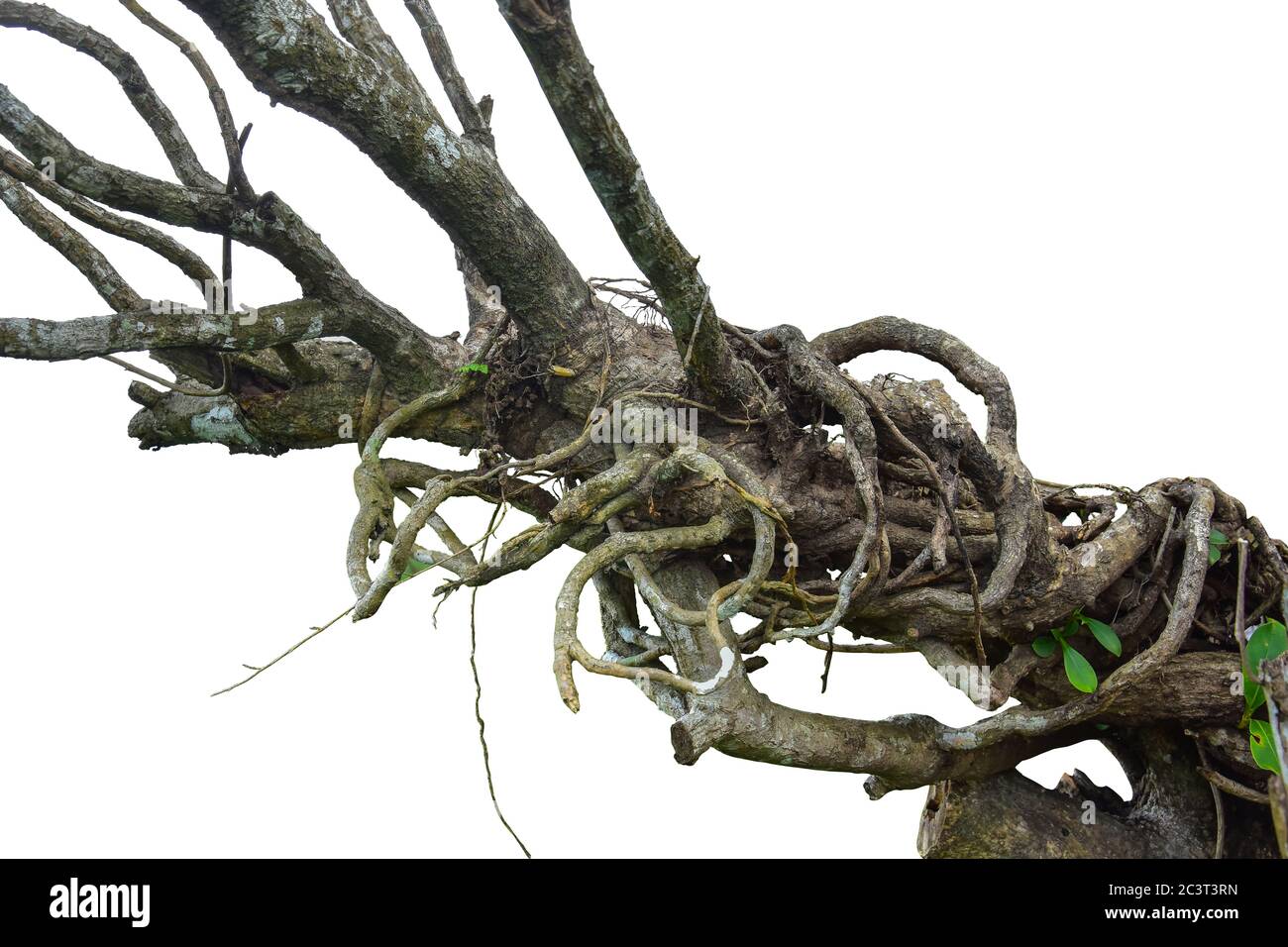 wood root. Spiral twisted jungle tree branch, vine liana plant isolated ...