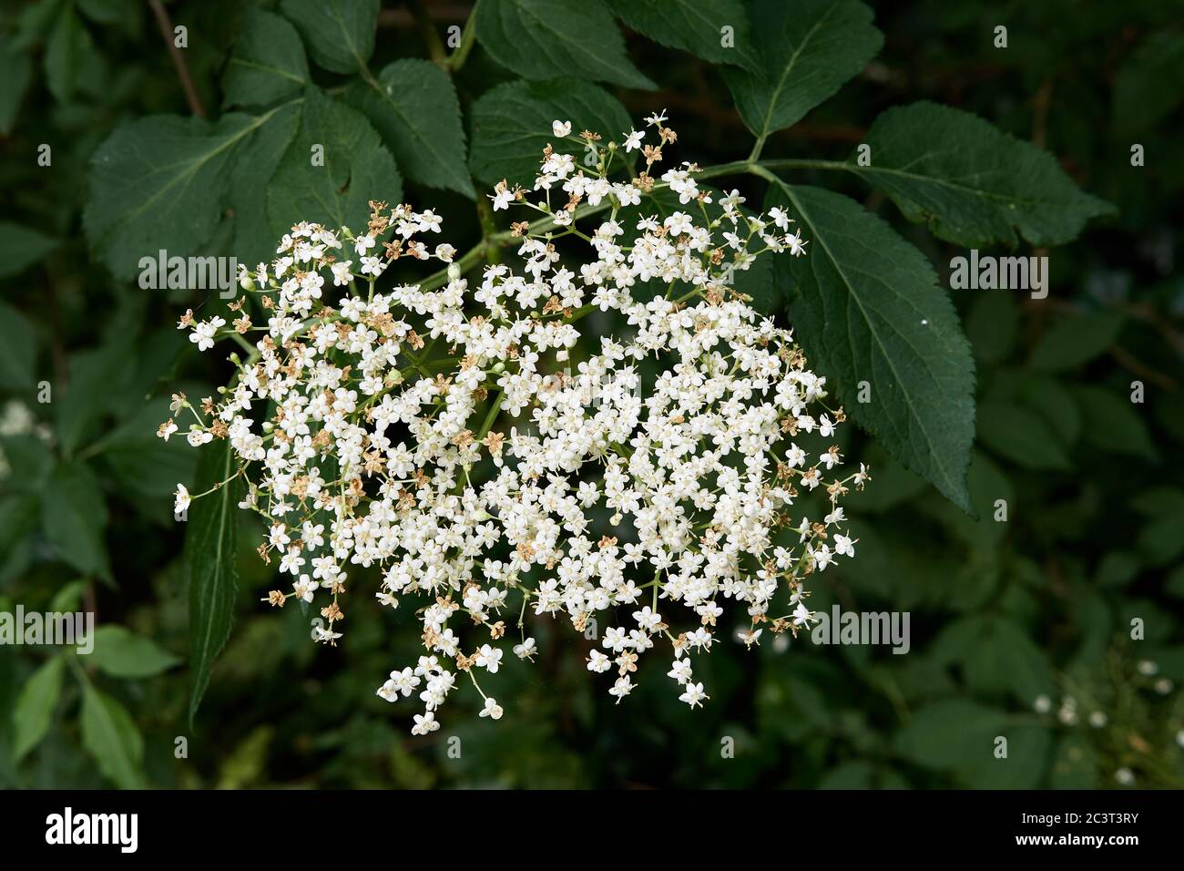 Small little tiny diminutive hi-res stock photography and images - Alamy