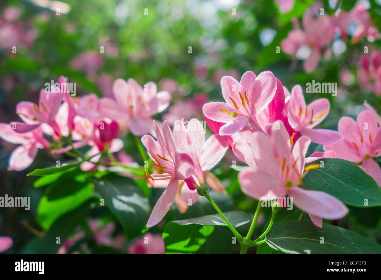 Honeysuckle pink hi-res stock photography and images - Alamy