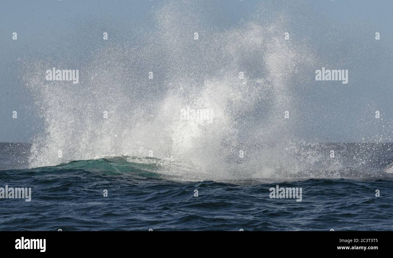 Blue whale spraying hi-res stock photography and images - Alamy