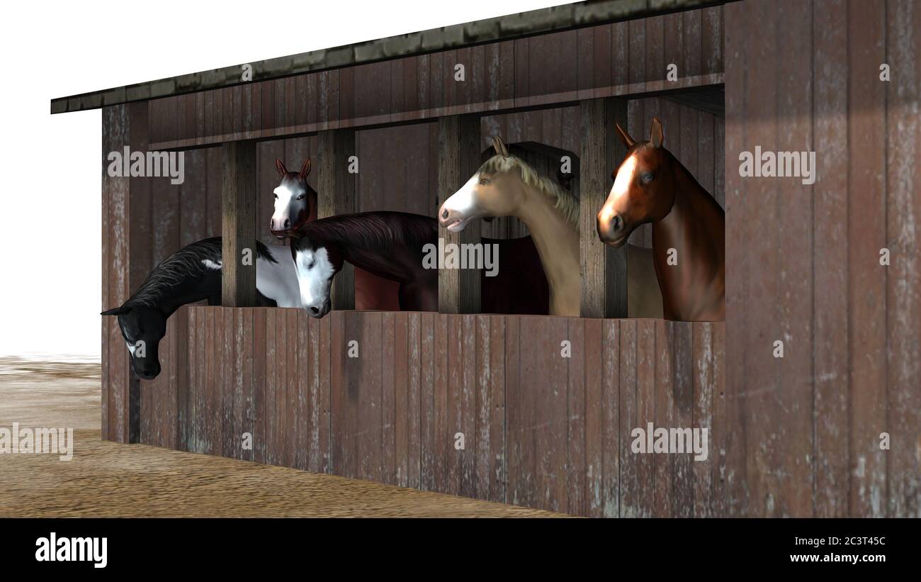 horses in barn - isolated on white background Stock Photo - Alamy