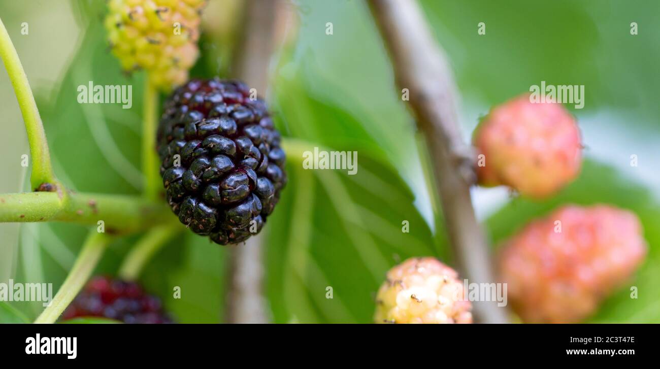 Ripe mulberry berry grows on a branch in the garden. Delicious mulberry ...