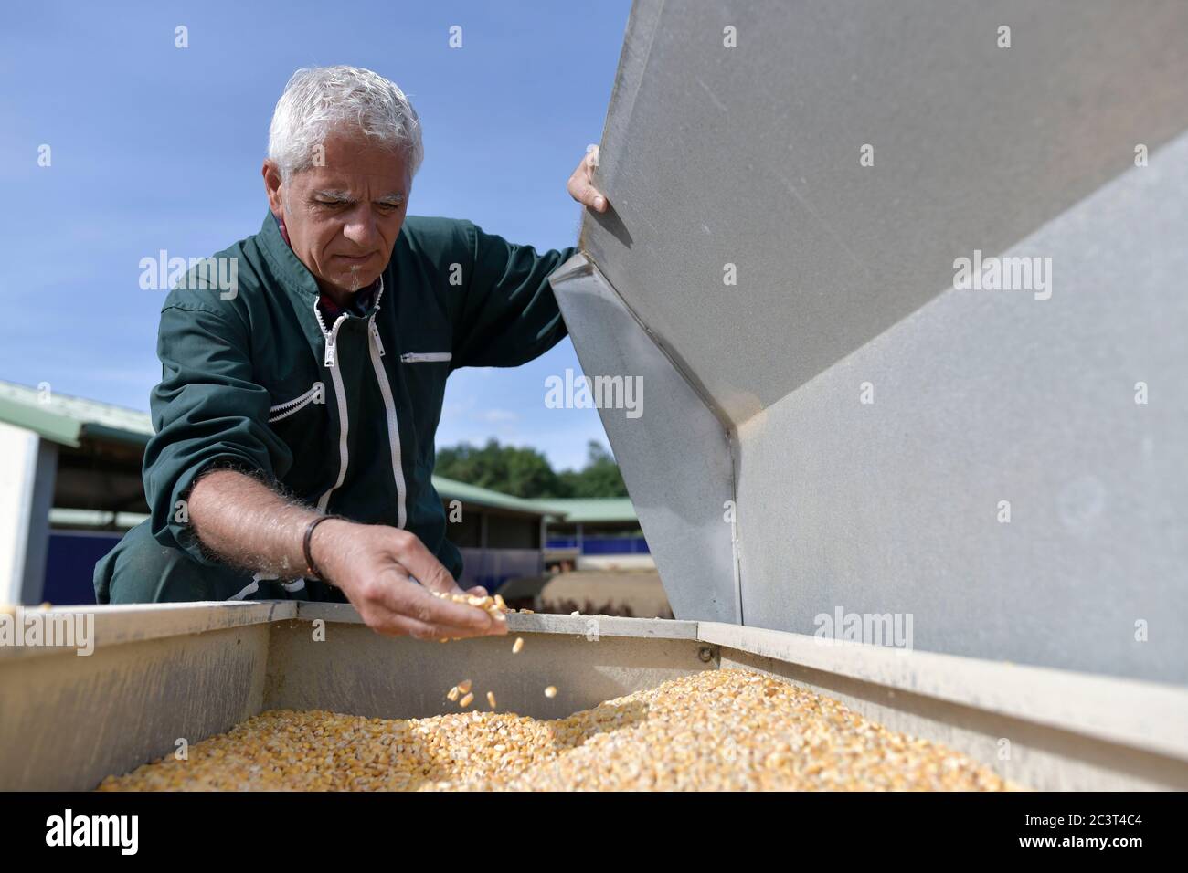 Farmer checking corn harvest quality Stock Photo - Alamy