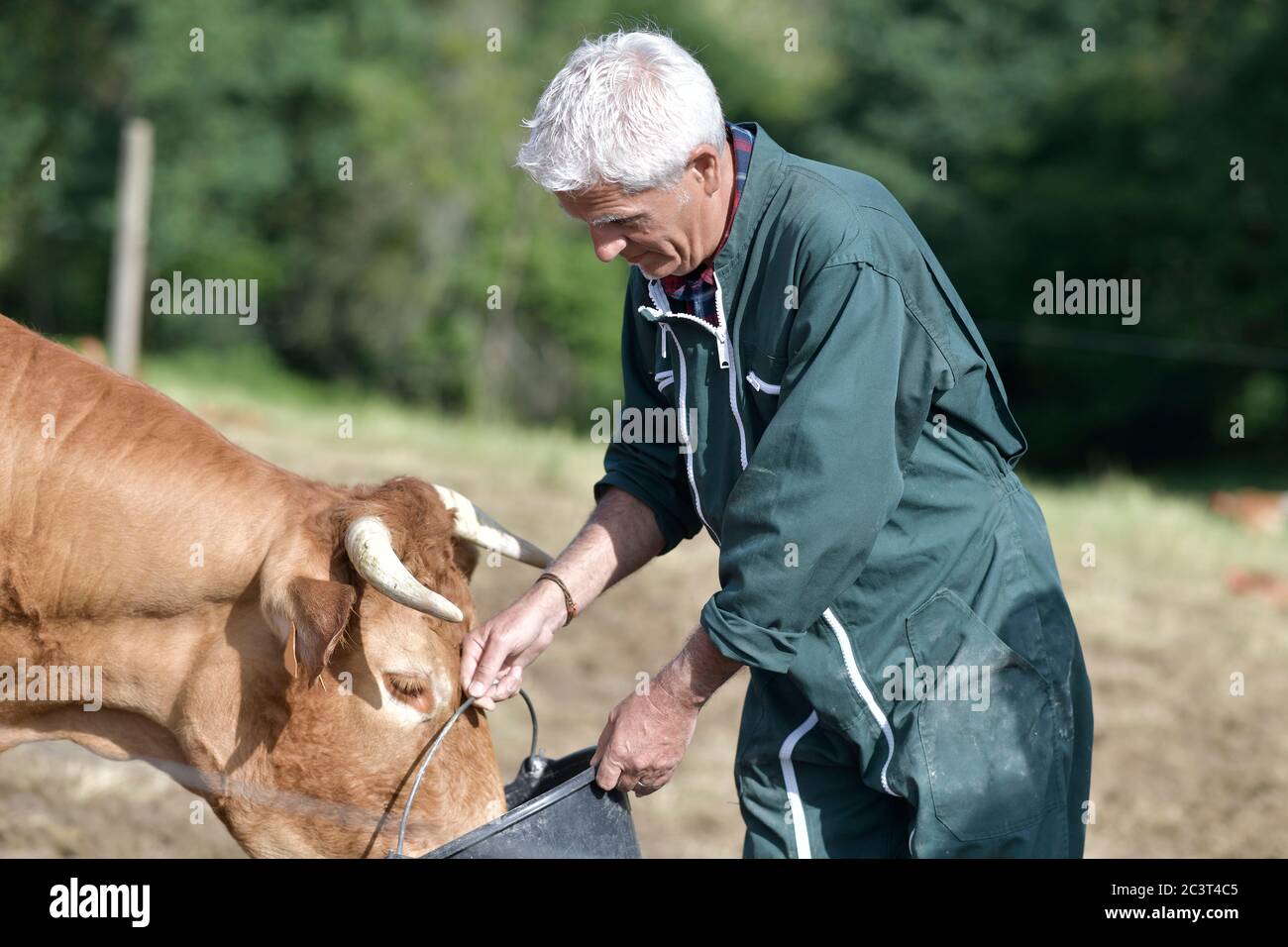 Farmer feeding cow, holding bucket Stock Photo - Alamy