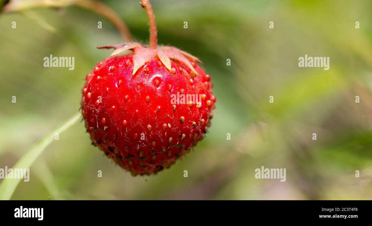 Grows on a stalk hi-res stock photography and images - Alamy
