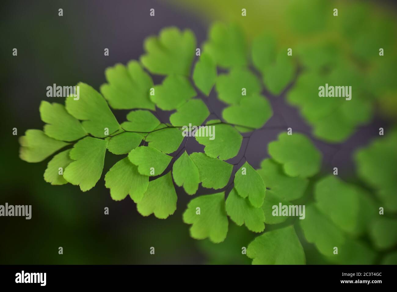 Closeup nature view of beautiful fern on blurred greenery background in ...