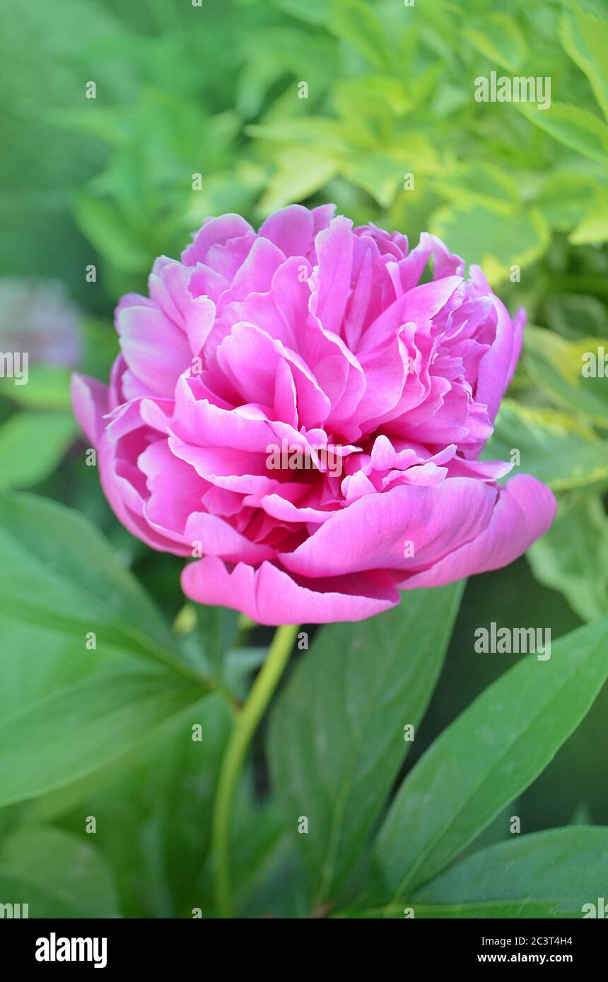 Peonies field in spring. Pink peonies flowers. Bunch of pink peonies ...