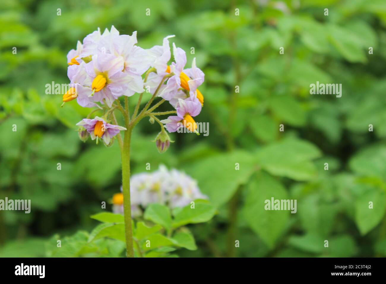 Blossom of potato plant hi-res stock photography and images - Alamy