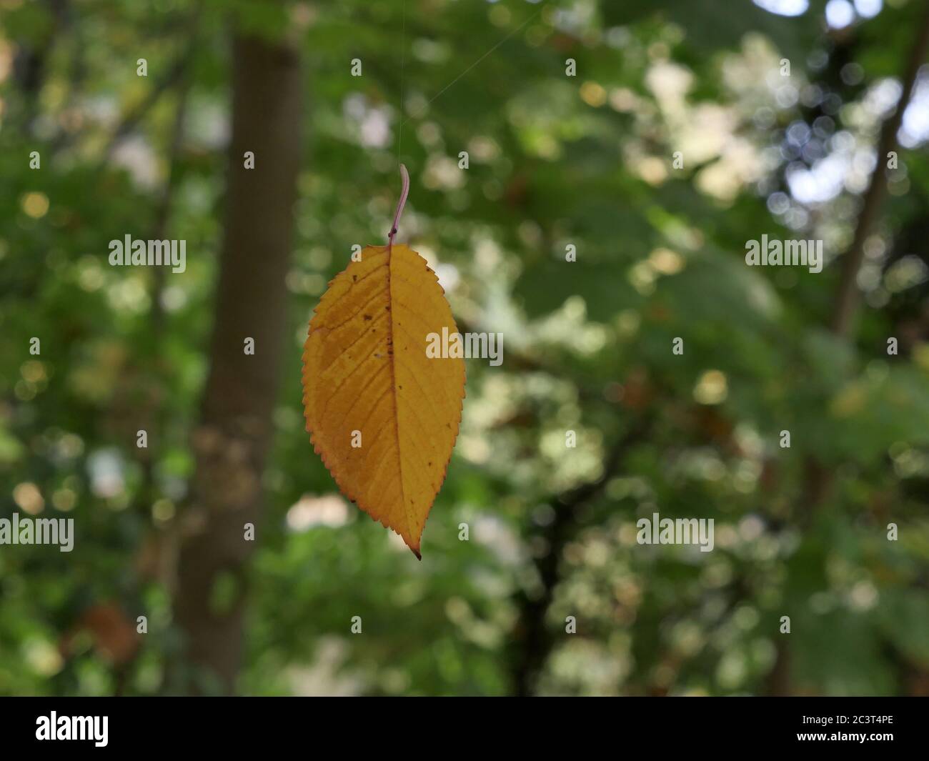 yellow autumn leaf levitating in the air on a spider thread Stock Photo ...