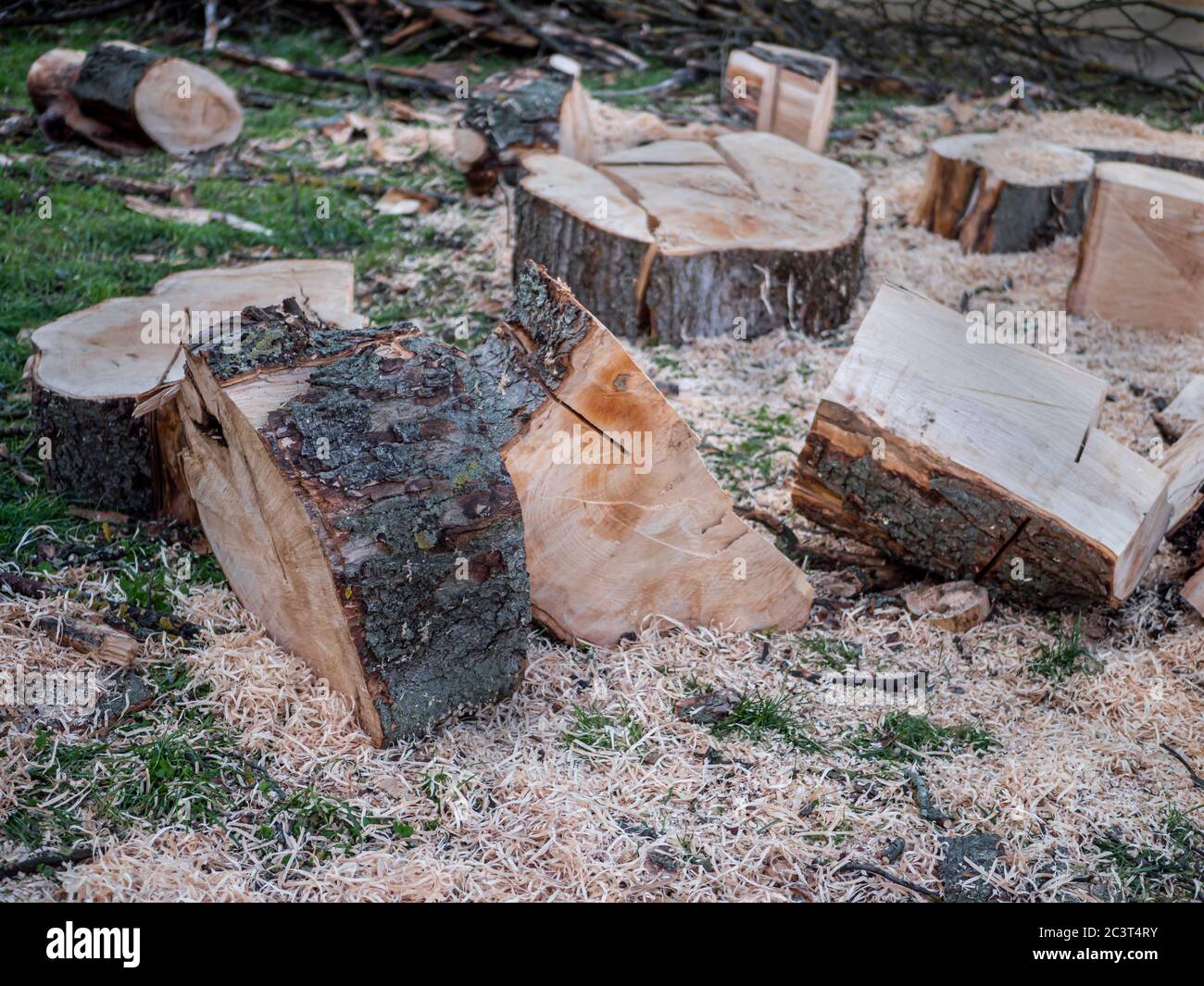 Parts of a sawn tree trunk, unsorted with a lot of sawdust Stock Photo ...