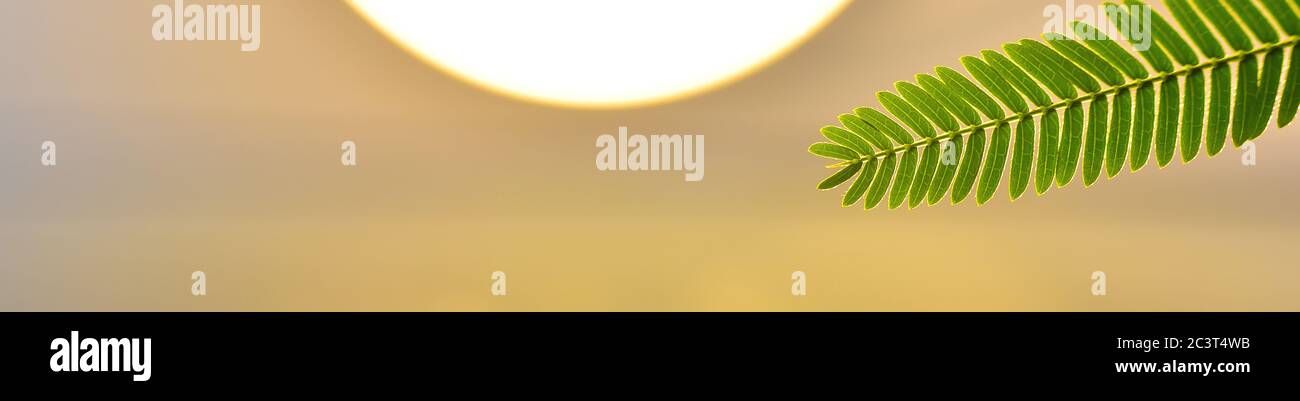 Jacaranda mimosifolia leaf with bokeh background and sunset light. HD ...