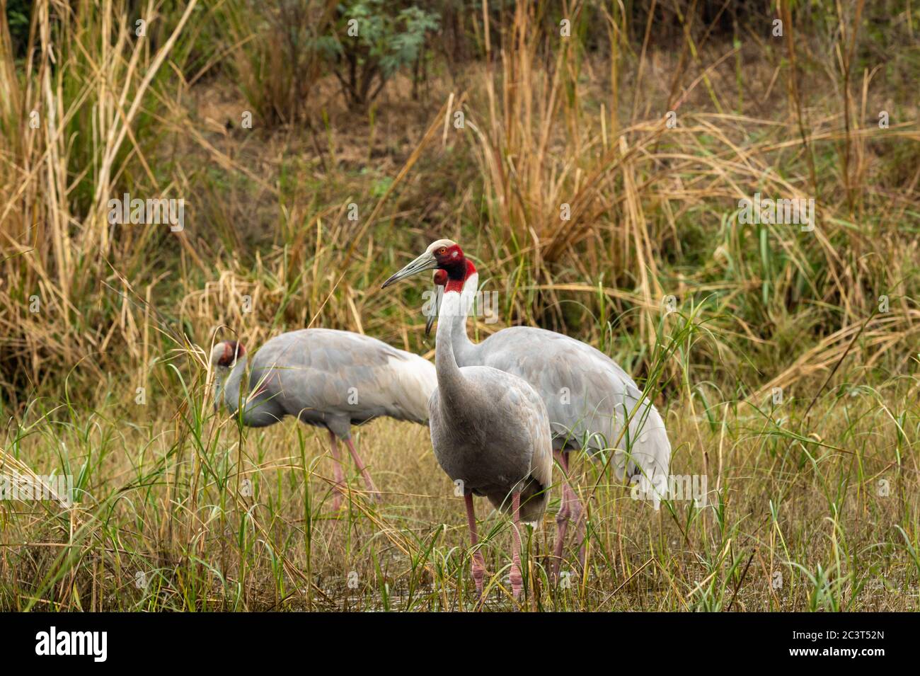 Sarus crane wetland habitat hi-res stock photography and images - Alamy