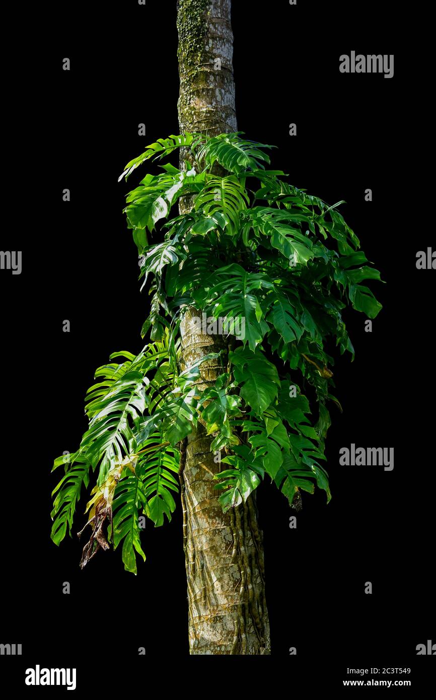 Green leaves of native Monstera (Epipremnum pinnatum) liana plant ...