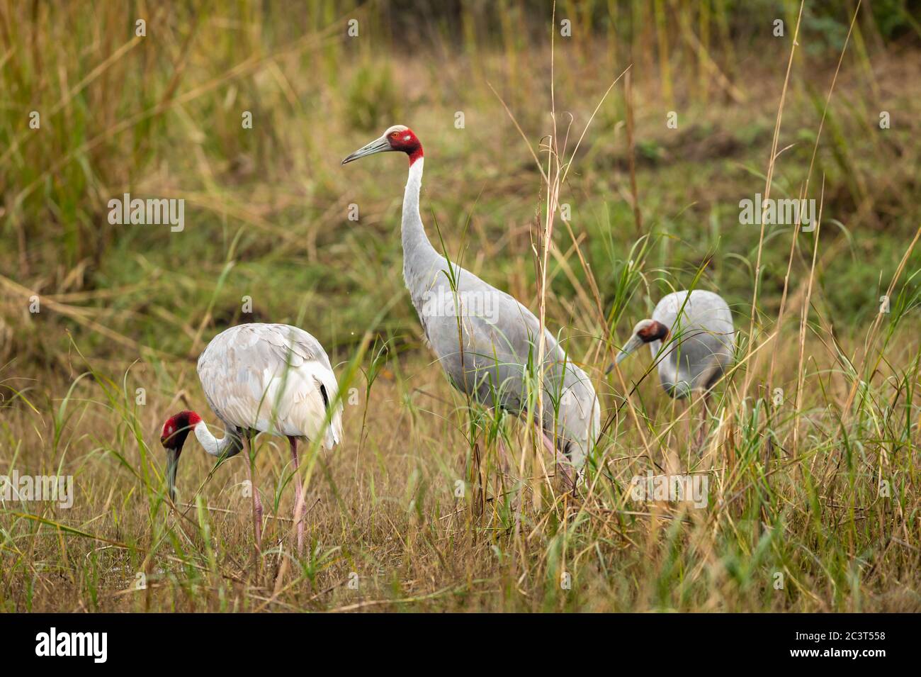 Sarus crane wetland habitat hi-res stock photography and images - Alamy