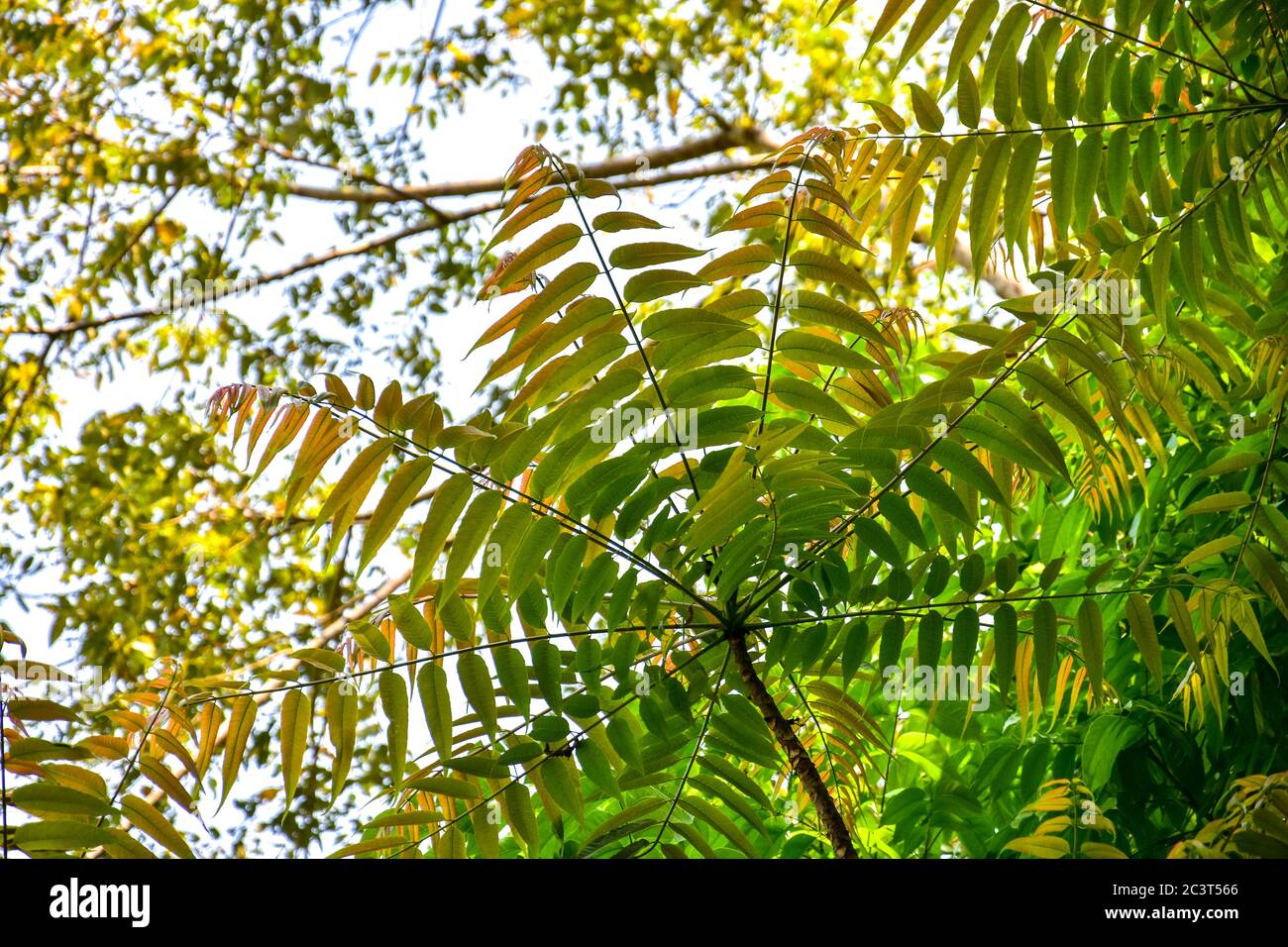 Nature frame of jungle trees with tropical rainforest foliage plants ...