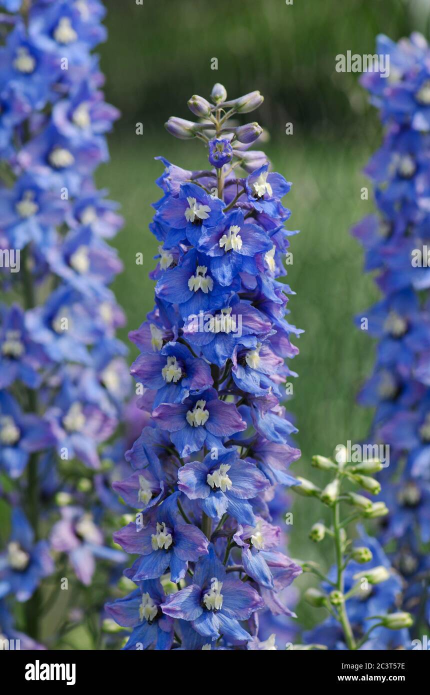 Delphinium Magic Fountain in the garden. Double blue flower delphinium ...