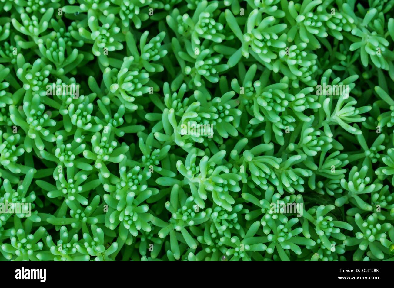 Miniature succulent plants Sedum. Vegetable background of small ...